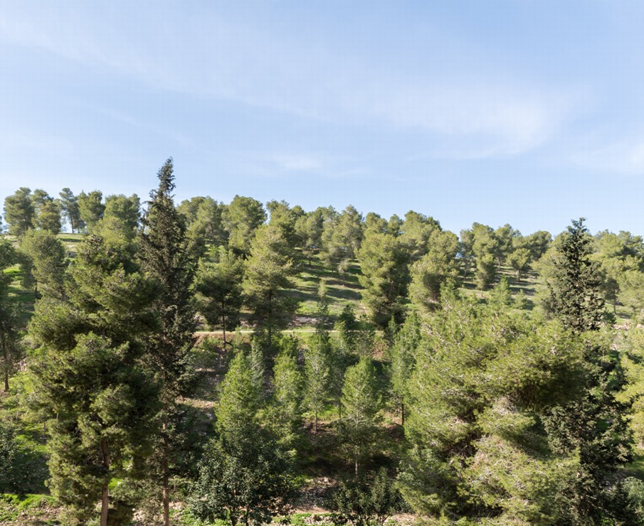Keren Kayemeth LeIsrael - KKL-JNF - Plant a Tree Via Zoom! KKL-JNF ...
