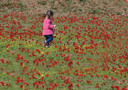 יער בארי - קרן קימת לישראל - קק"ל