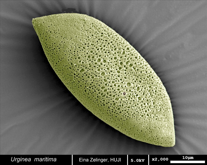 צמח השדה | קרן קימת לישראל - חצב מצוי