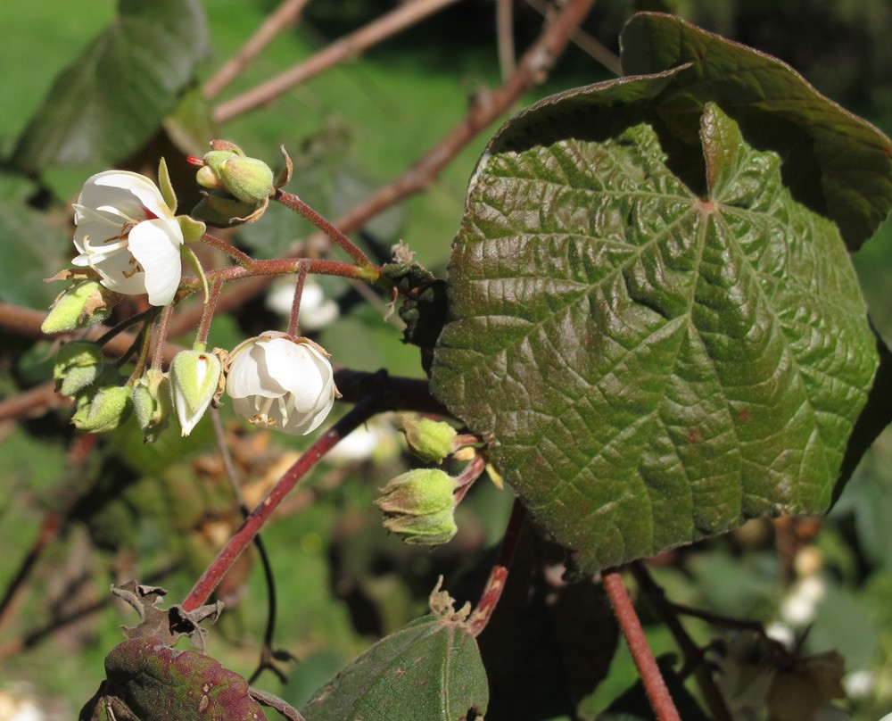 צמח השדה | קרן קימת לישראל - דומביאת בורגס