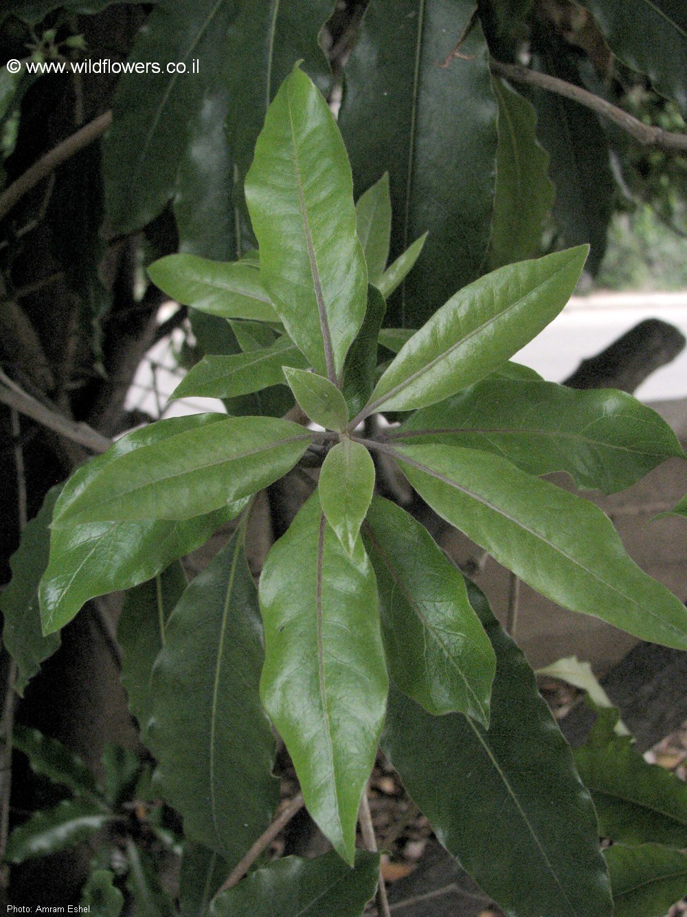 צמח השדה | קרן קימת לישראל - פיטוספורום גלוני