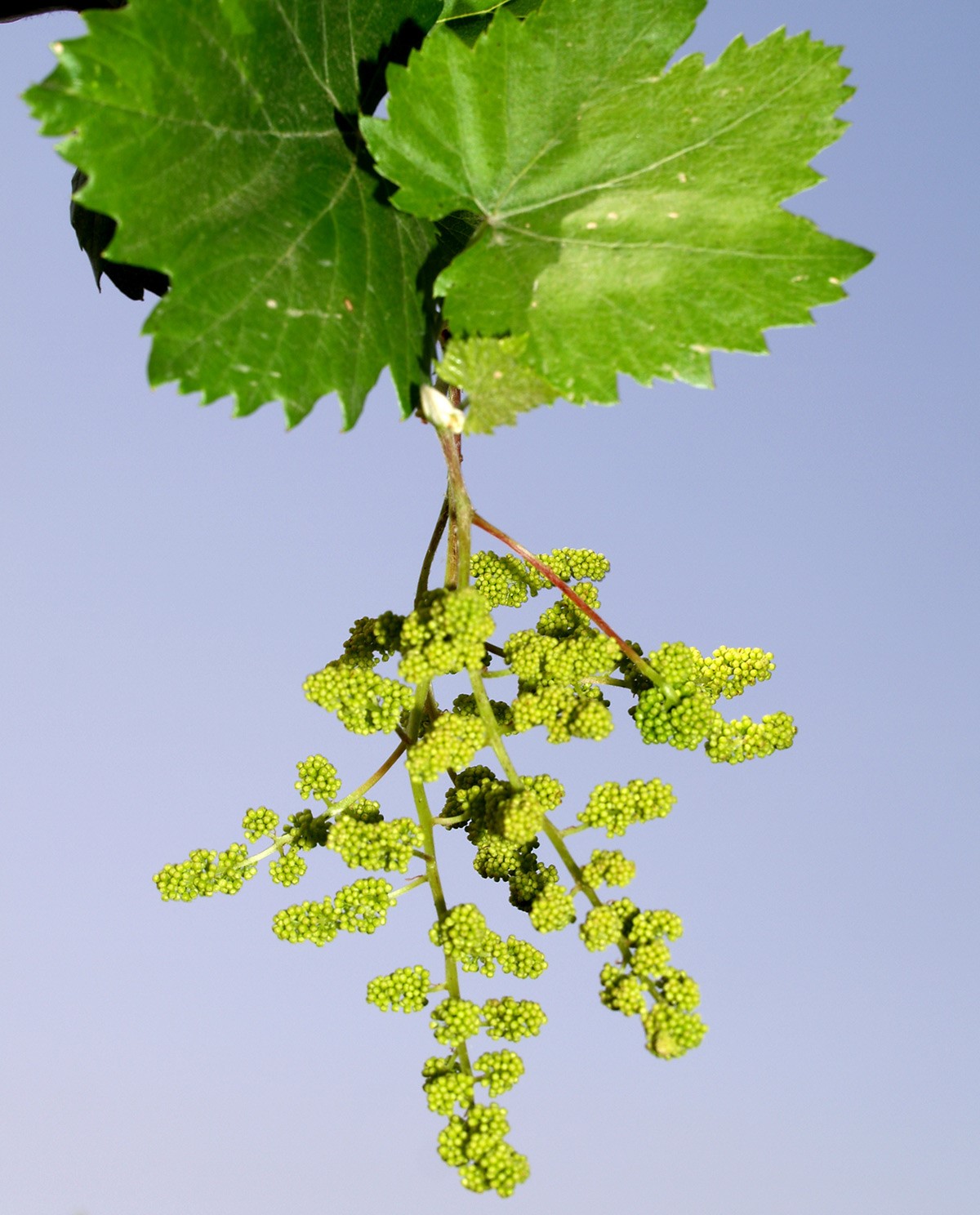 צמח השדה | קרן קימת לישראל - גפן היערות