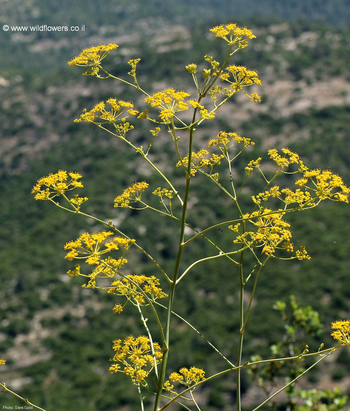 צמח השדה | קרן קימת לישראל - כלכלך סורי