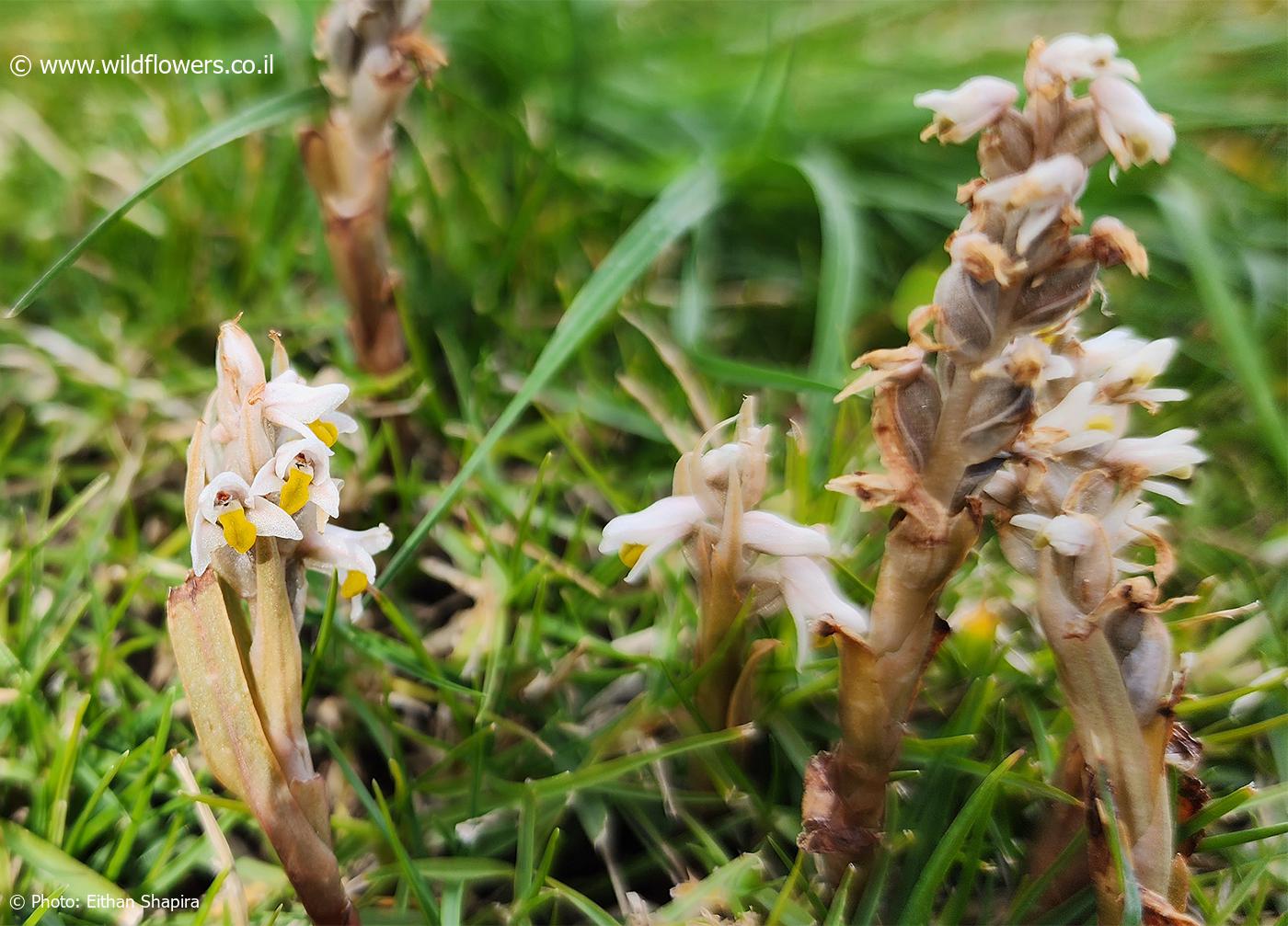 צמח השדה | קרן קימת לישראל - זאוקסין הדשאים