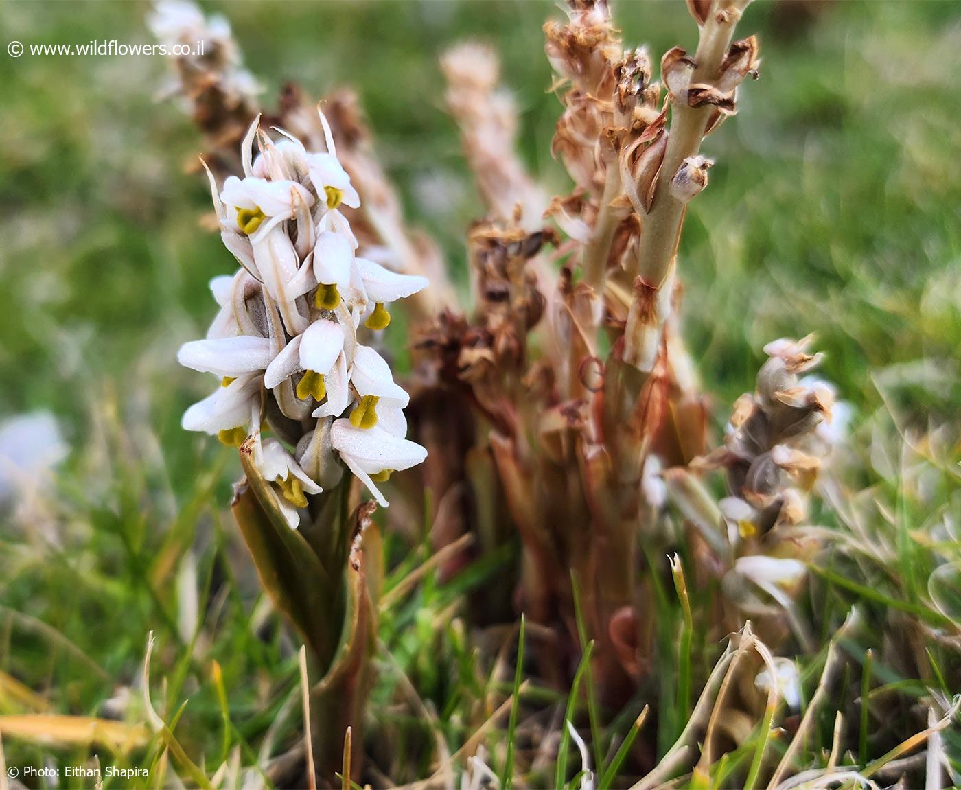 צמח השדה | קרן קימת לישראל - זאוקסין הדשאים