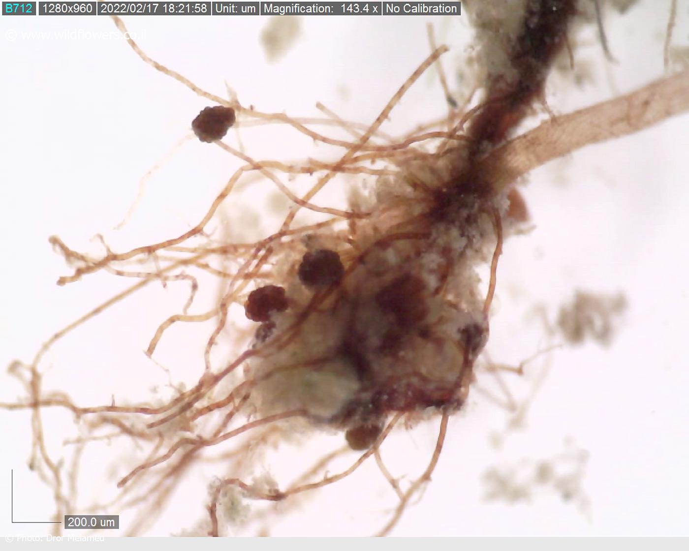 צמח השדה | קרן קימת לישראל - טחובית קצרת-חוד