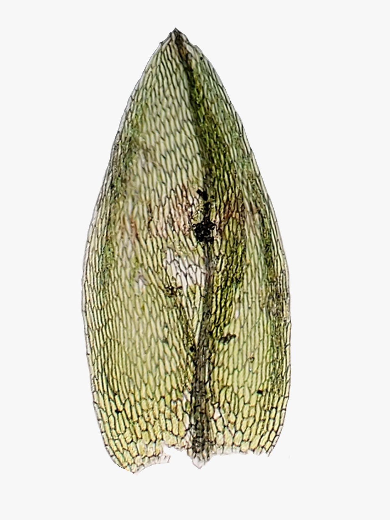 צמח השדה | קרן קימת לישראל - טחובית קצרת-חוד