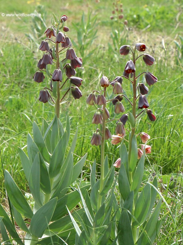 צמח השדה | קרן קימת לישראל - גביעונית הלבנון