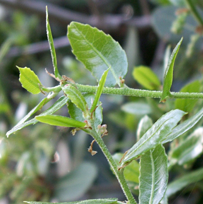 צמח השדה | קרן קימת לישראל - אלון מצוי
