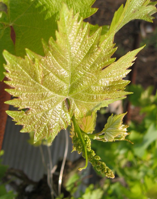 צמח השדה | קרן קימת לישראל - גפן היין